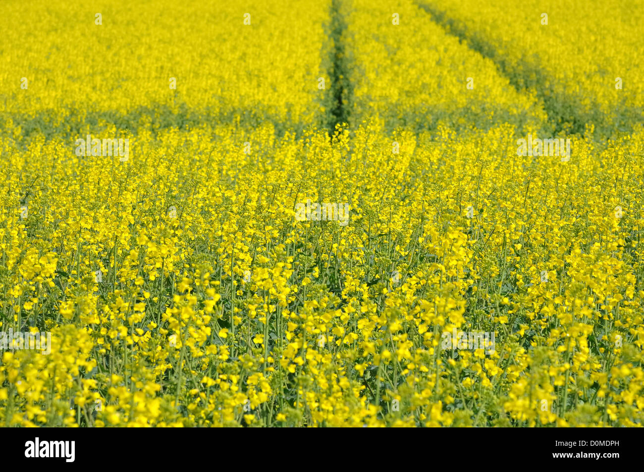 Raps feld hintergrund -Fotos und -Bildmaterial in hoher Auflösung – Alamy