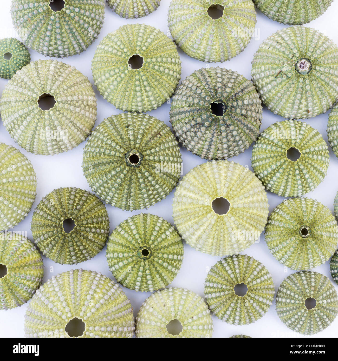 Seeigel sammlung Stockfotos und -bilder Kaufen - Alamy