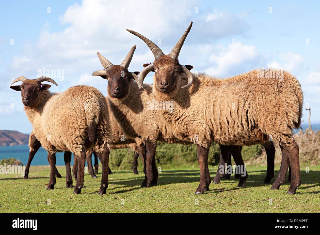 Manx loaghtan -Fotos und -Bildmaterial in hoher Auflösung – Alamy