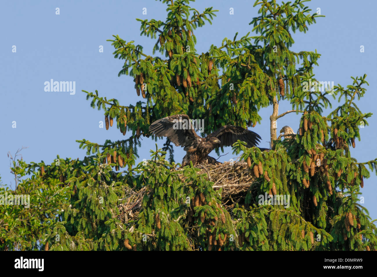 Horst stark -Fotos und -Bildmaterial in hoher Auflösung – Alamy