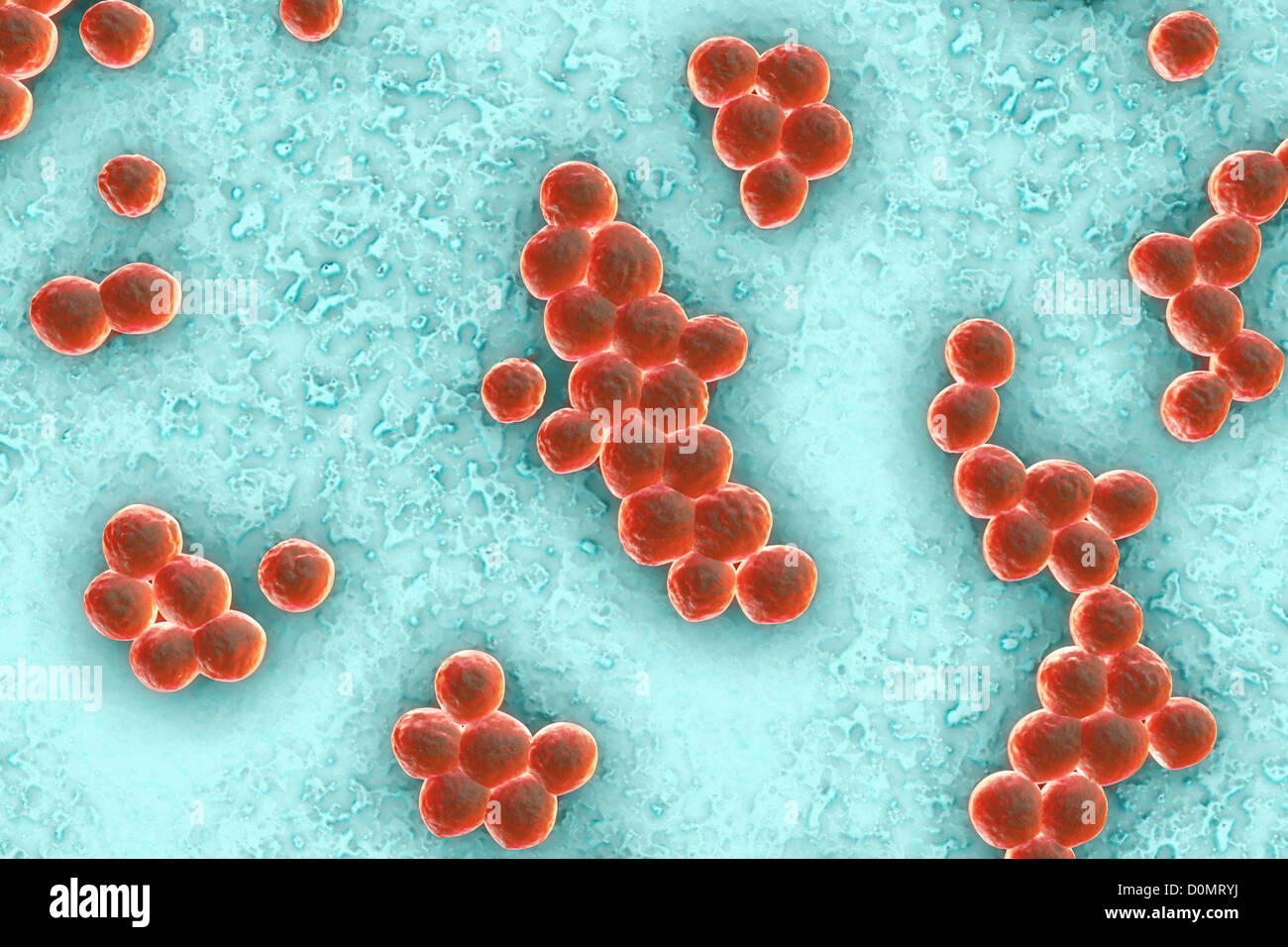 Mrsa superbug -Fotos und -Bildmaterial in hoher Auflösung – Alamy