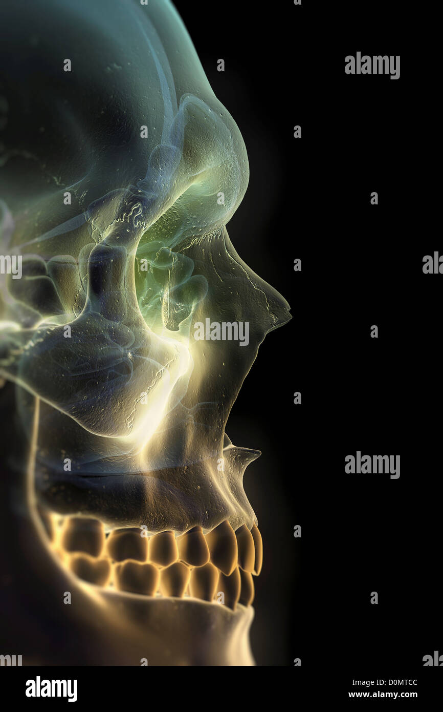 Anatomisches Modell zeigt die menschlichen Schädel und Nasennebenhöhlen ...