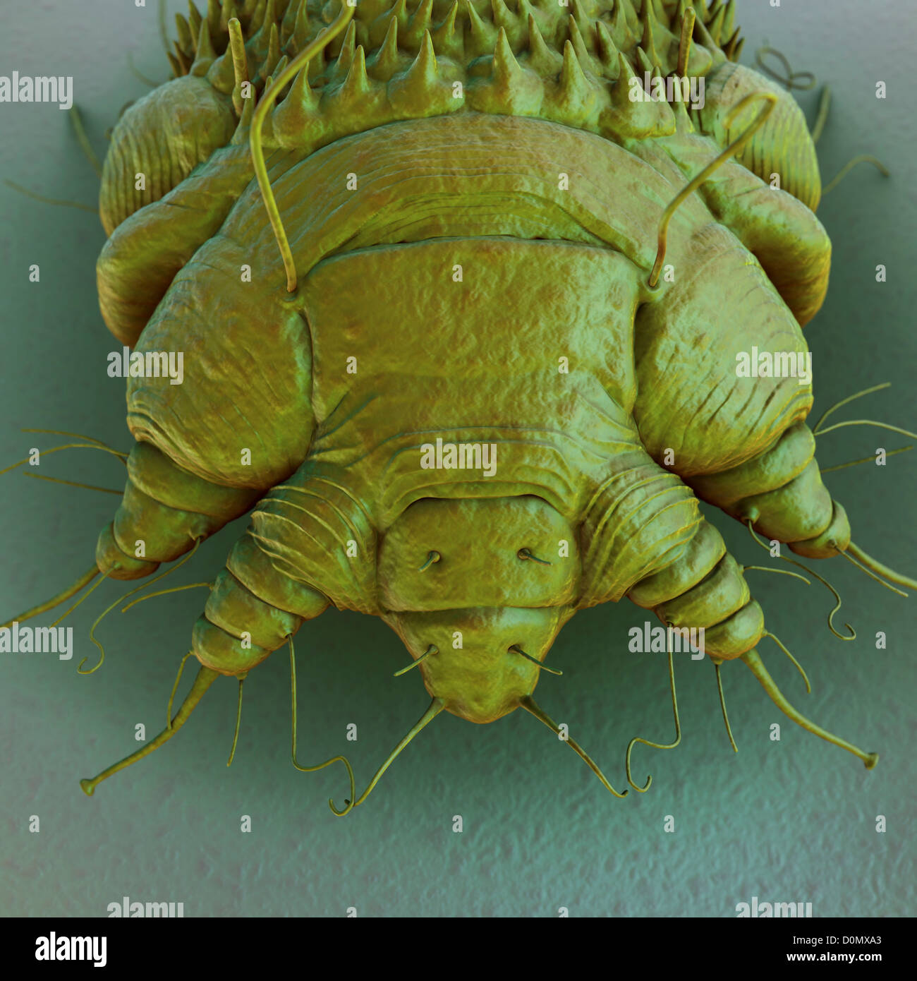 Sarcoptes scabiei scabies -Fotos und -Bildmaterial in hoher Auflösung ...