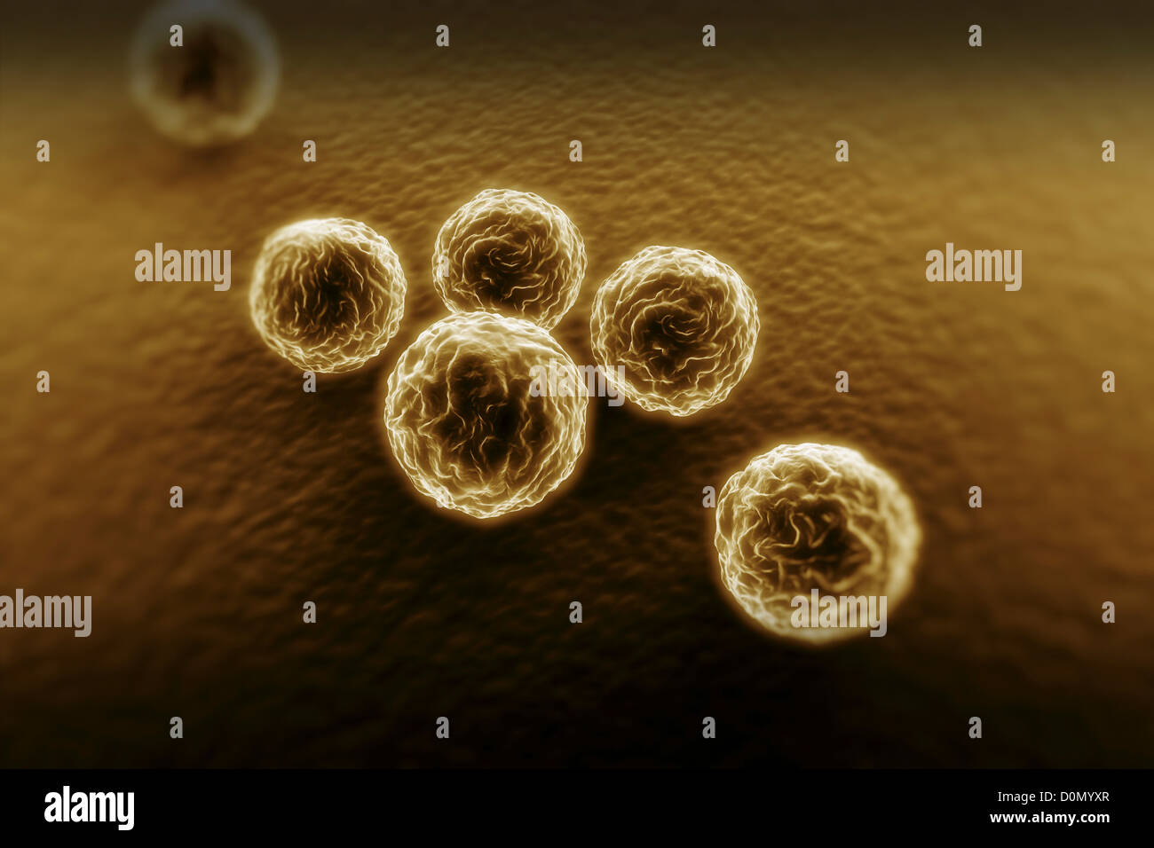 Chlamydia Bakterien Stockfotos und -bilder Kaufen - Alamy