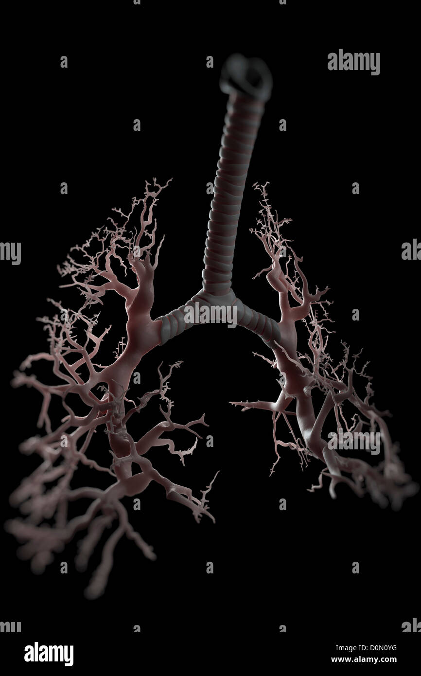 Bronchi bronchial tubes -Fotos und -Bildmaterial in hoher Auflösung – Alamy