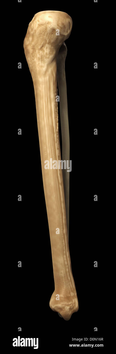 Modell der Tibia und Fibula Knochen, die Bestandteil der menschlichen ...