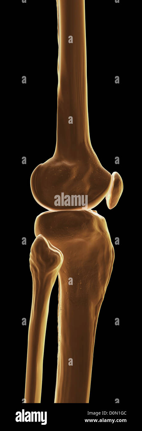Das Modell zeigt das menschliche Kniegelenk und seine verbindenden ...