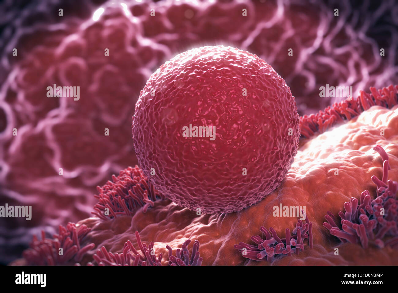 Eine Eizelle umgeben von Haar wie Strukturen genannt Zilien welche Teil ...