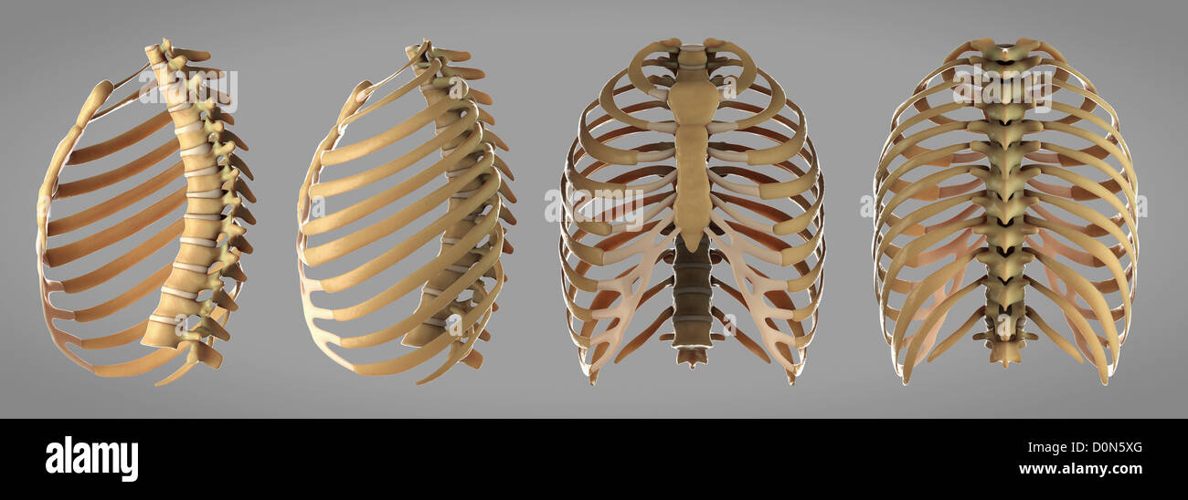 Thoracic cage -Fotos und -Bildmaterial in hoher Auflösung – Alamy