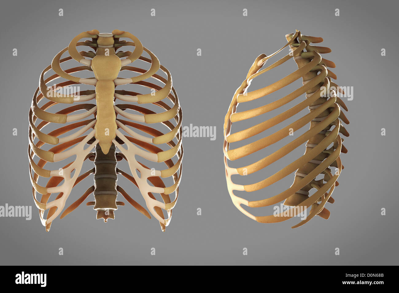 Thoracic cage -Fotos und -Bildmaterial in hoher Auflösung – Alamy