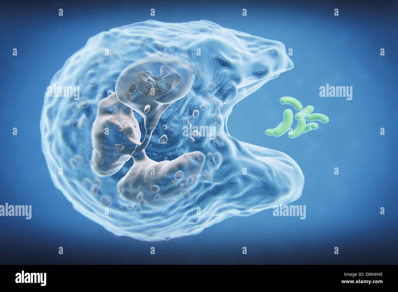 Angeborene Immunantwort Stockfotos und -bilder Kaufen - Alamy