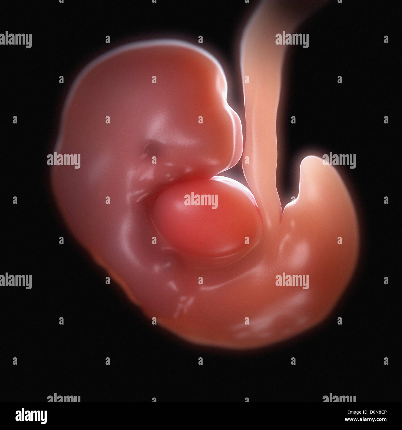 Embryo womb -Fotos und -Bildmaterial in hoher Auflösung – Alamy