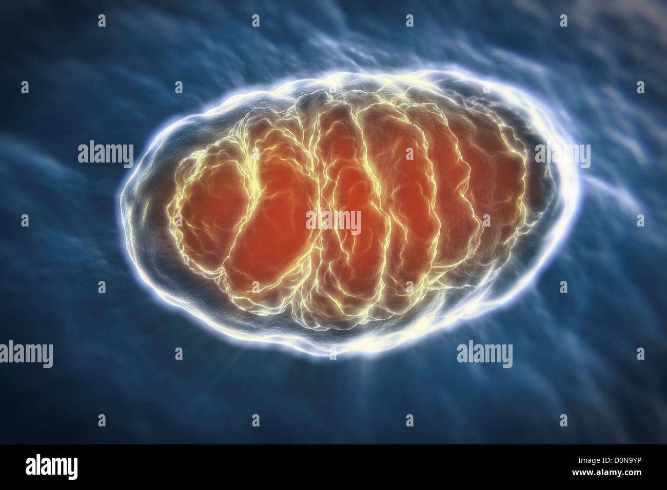 Ein einzelnes Mitochondrium. Diese Organellen handeln als Kraftwerke ...