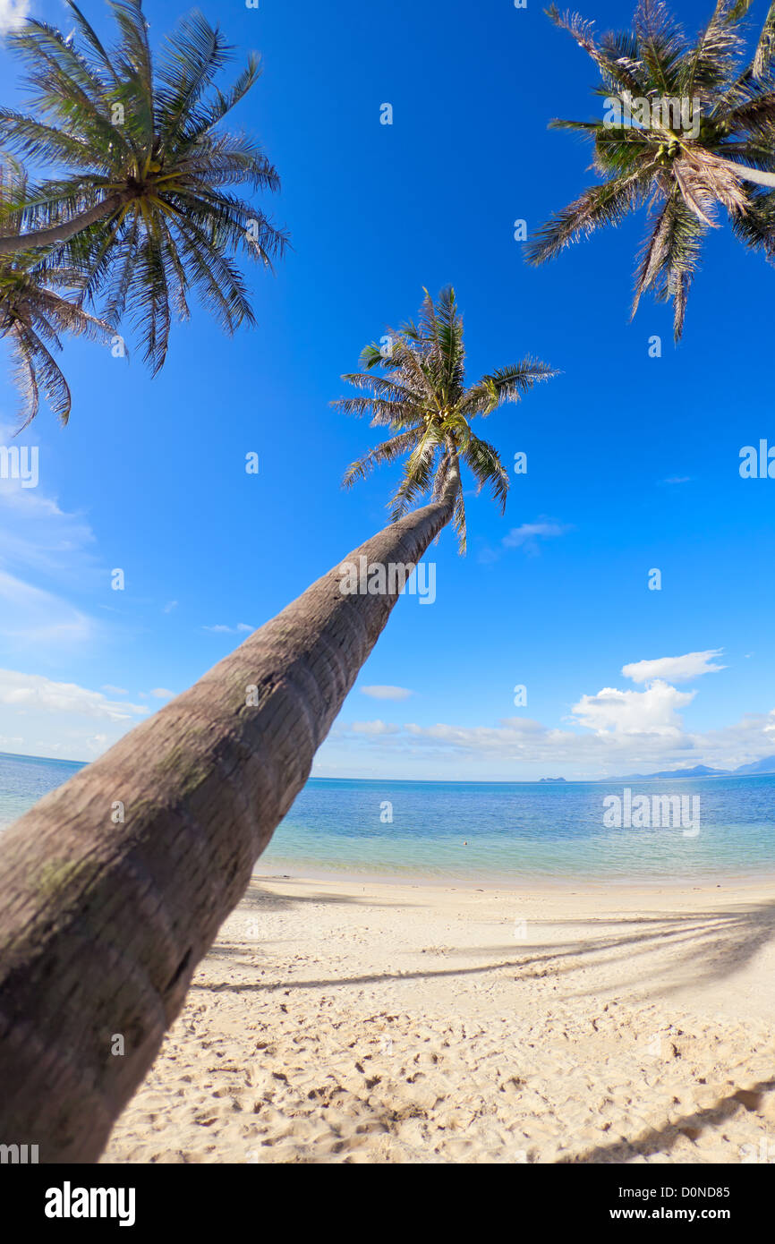 Palmen am ruhigen strand -Fotos und -Bildmaterial in hoher Auflösung ...
