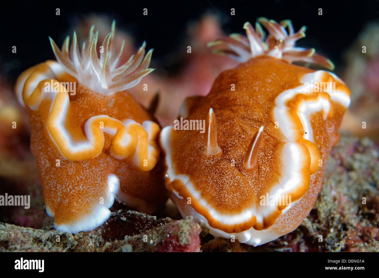 Lembeh strait resort -Fotos und -Bildmaterial in hoher Auflösung – Alamy
