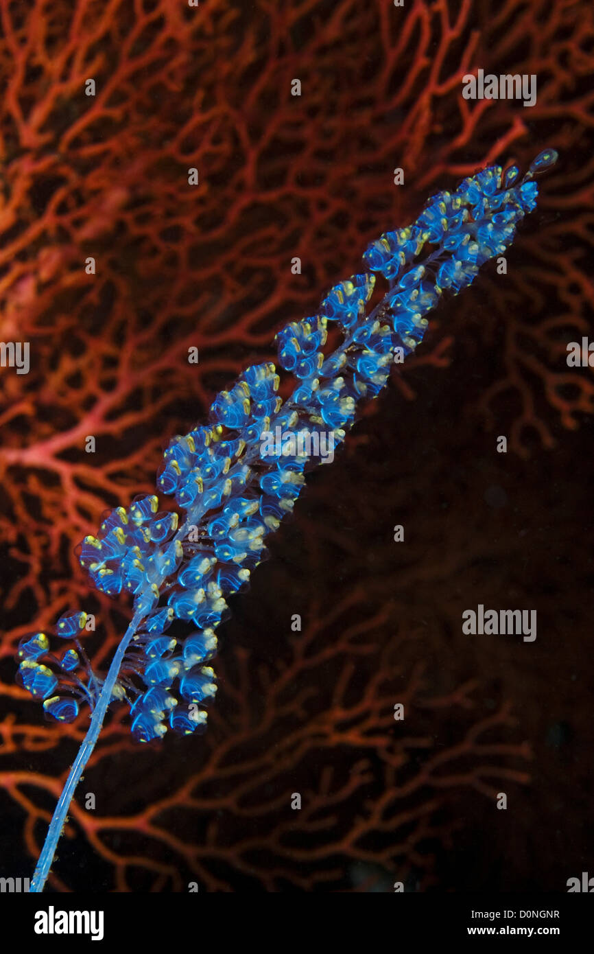 Perophora namei -Fotos und -Bildmaterial in hoher Auflösung – Alamy