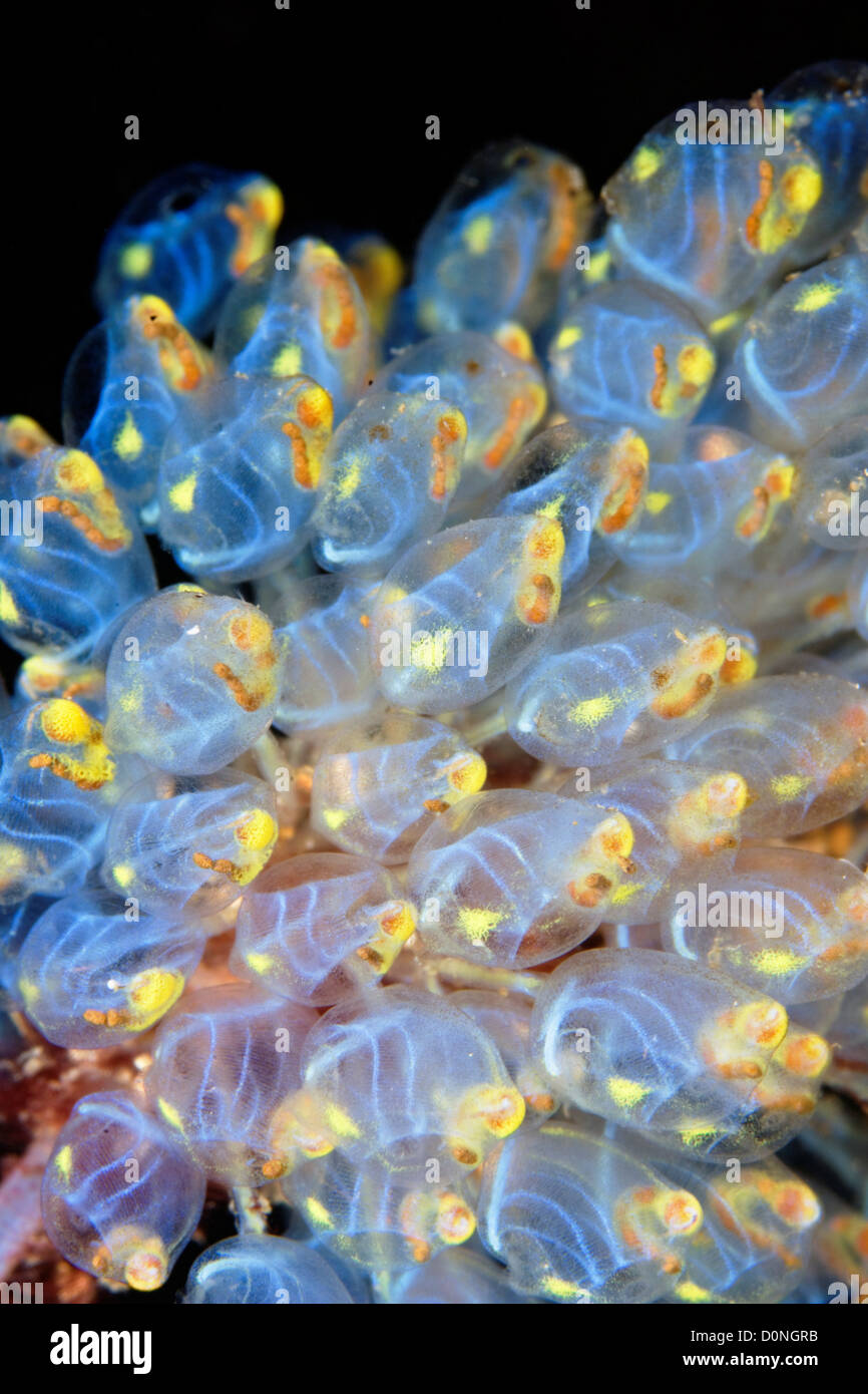 Perophora namei -Fotos und -Bildmaterial in hoher Auflösung – Alamy