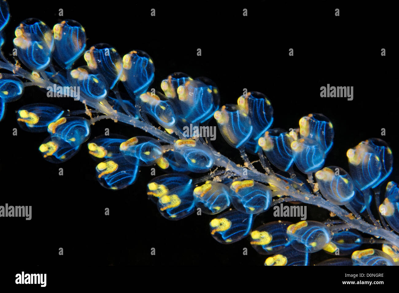 Perophora namei -Fotos und -Bildmaterial in hoher Auflösung – Alamy