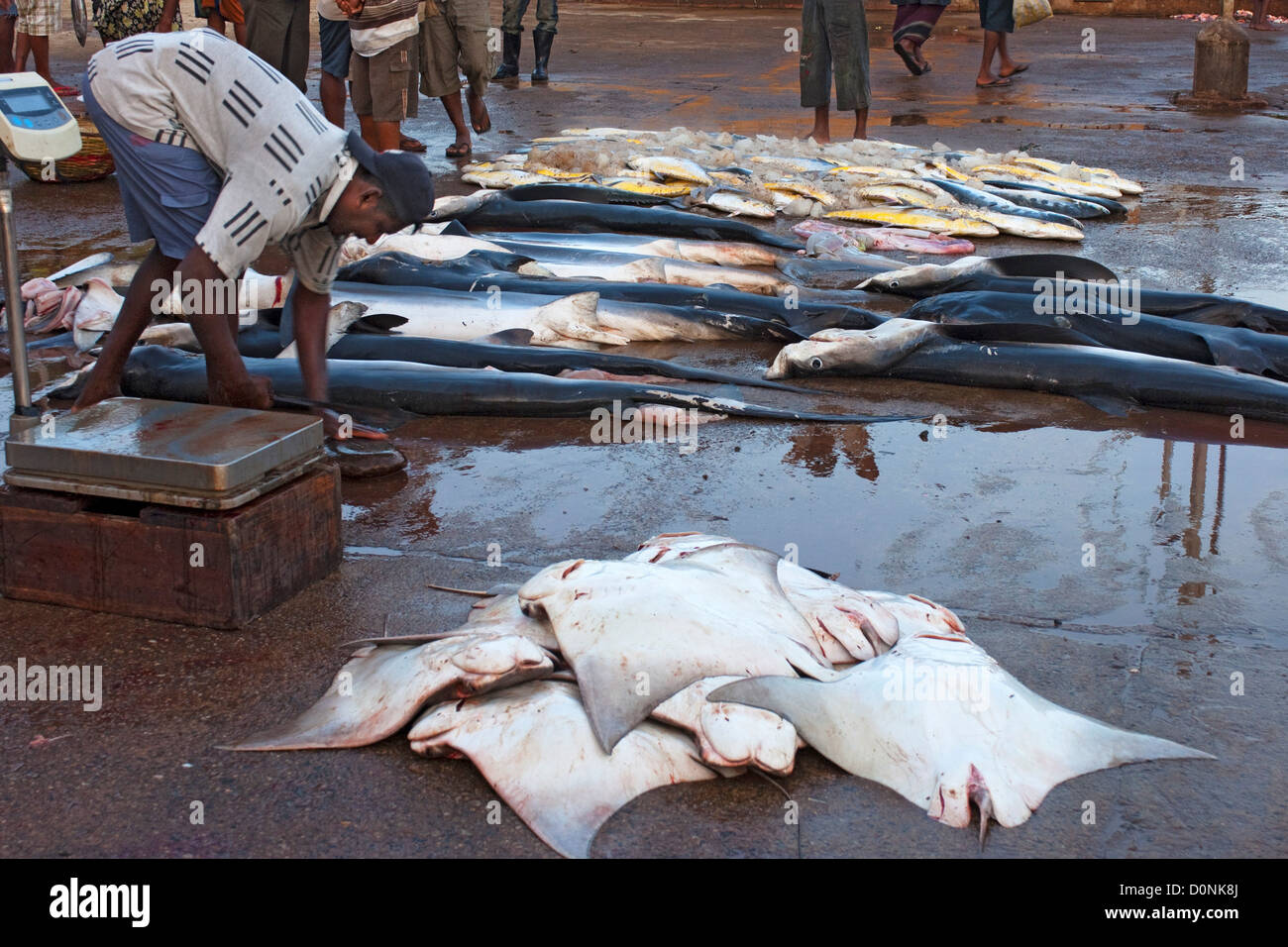 Toten Kuhnasenrochen Rochen und Haie in Negombo Fish Market, Sri Lanka ...