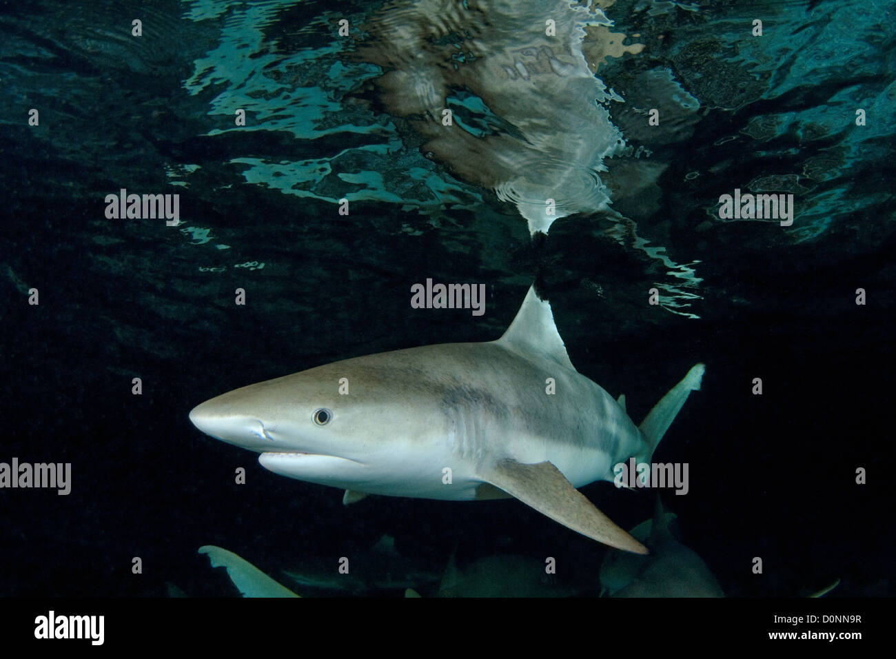 Schwarzspitzen-Riffhaie, Carcharhinus Melanopterus, Nord Male Atoll ...