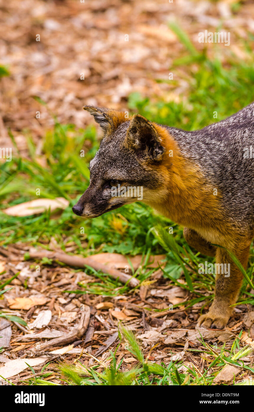 Camp scorpion -Fotos und -Bildmaterial in hoher Auflösung – Alamy