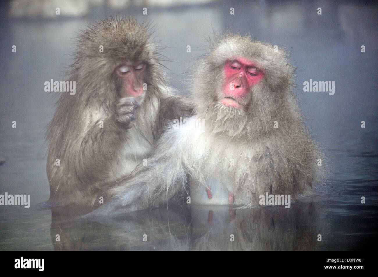 Japanisches bad -Fotos und -Bildmaterial in hoher Auflösung – Alamy