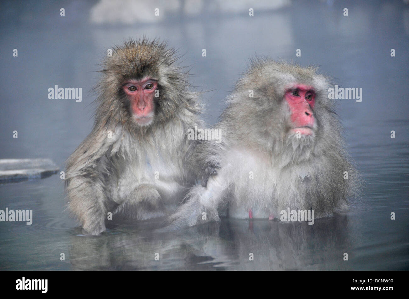 Japanisches bad -Fotos und -Bildmaterial in hoher Auflösung – Alamy