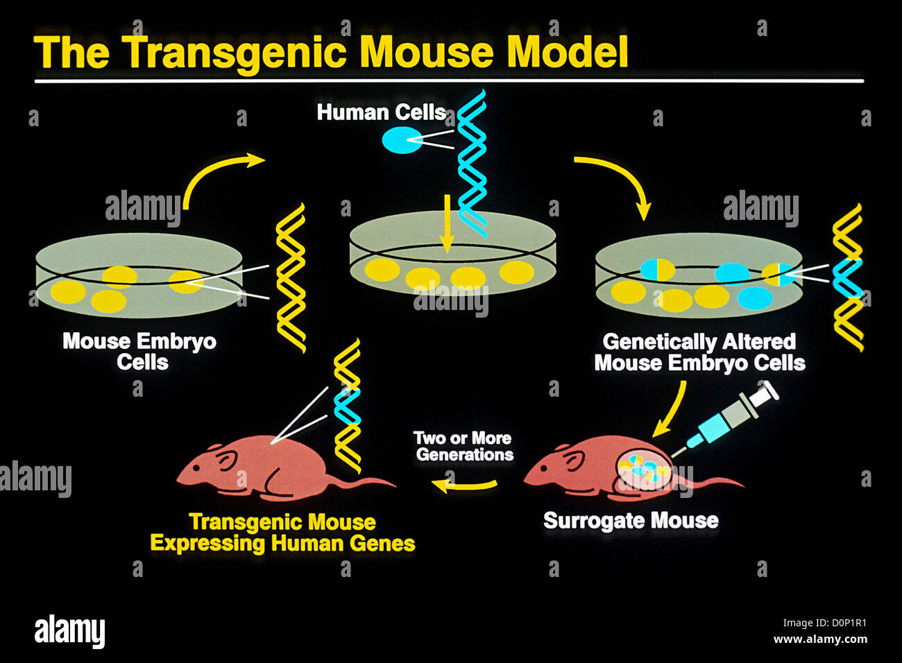 Transgenic mouse -Fotos und -Bildmaterial in hoher Auflösung – Alamy