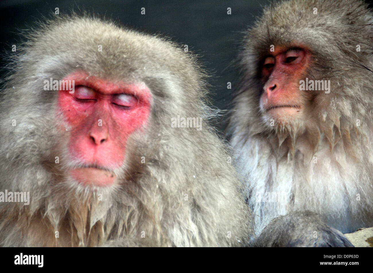 Japanischen Makaken, Macaca Fuscata, Affenpark Jigokudani, Joshinetsu ...
