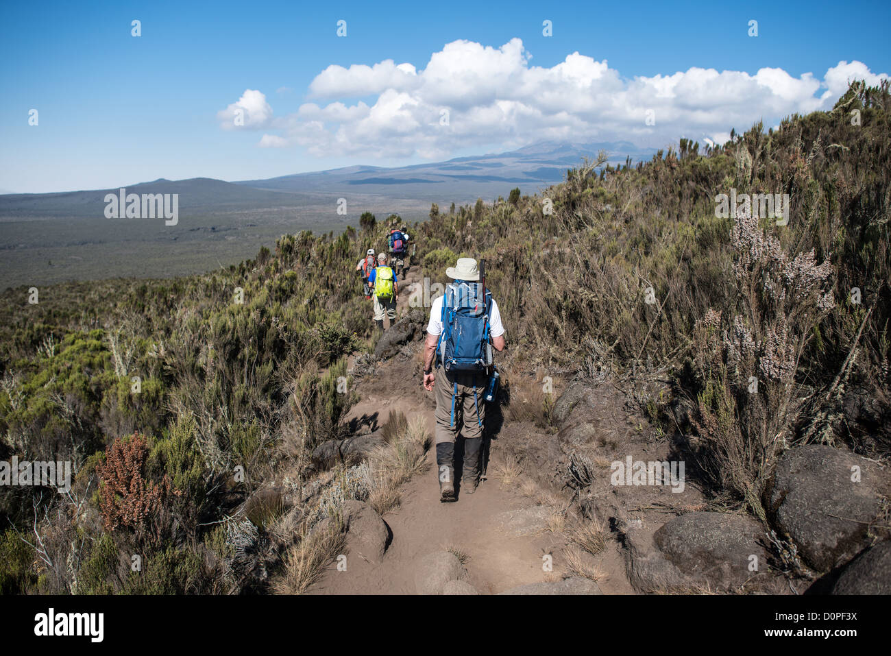 MOUNT KILIMANJARO, Tansania – Wanderer durchqueren die Heidezone ...