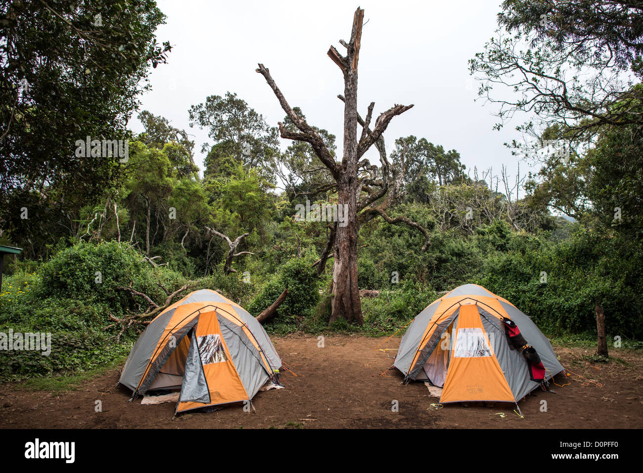 Mt Kilimanjaro Tansania Ein Paar Zelte Bei Big Tree Camp Formal Als