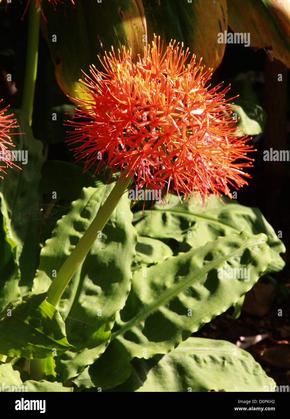 Blood Lily Stockfotos und -bilder Kaufen - Alamy