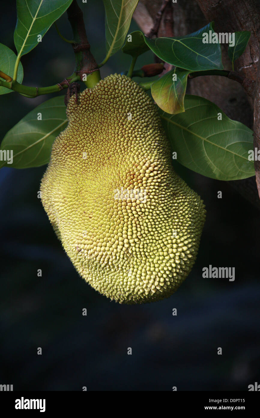Jaca frucht -Fotos und -Bildmaterial in hoher Auflösung – Alamy