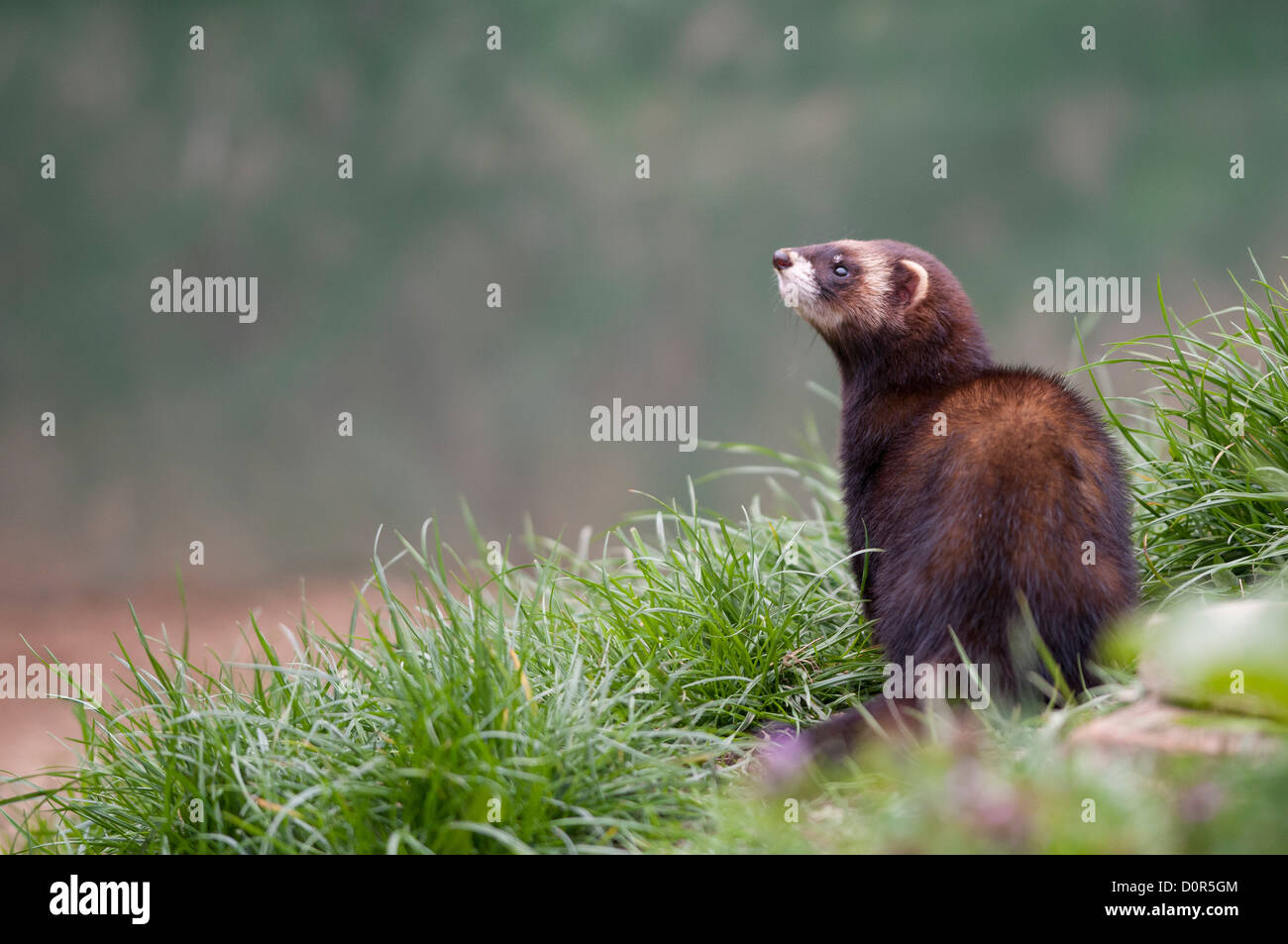 Wald iltis -Fotos und -Bildmaterial in hoher Auflösung – Alamy
