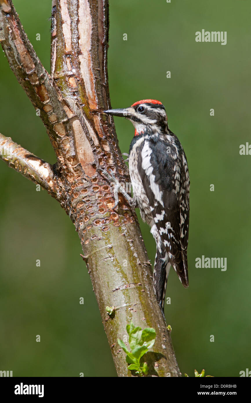 Weibchen Rotnackter Sapsucker bei SAP Wells Sitzender Vogel Vögel ...