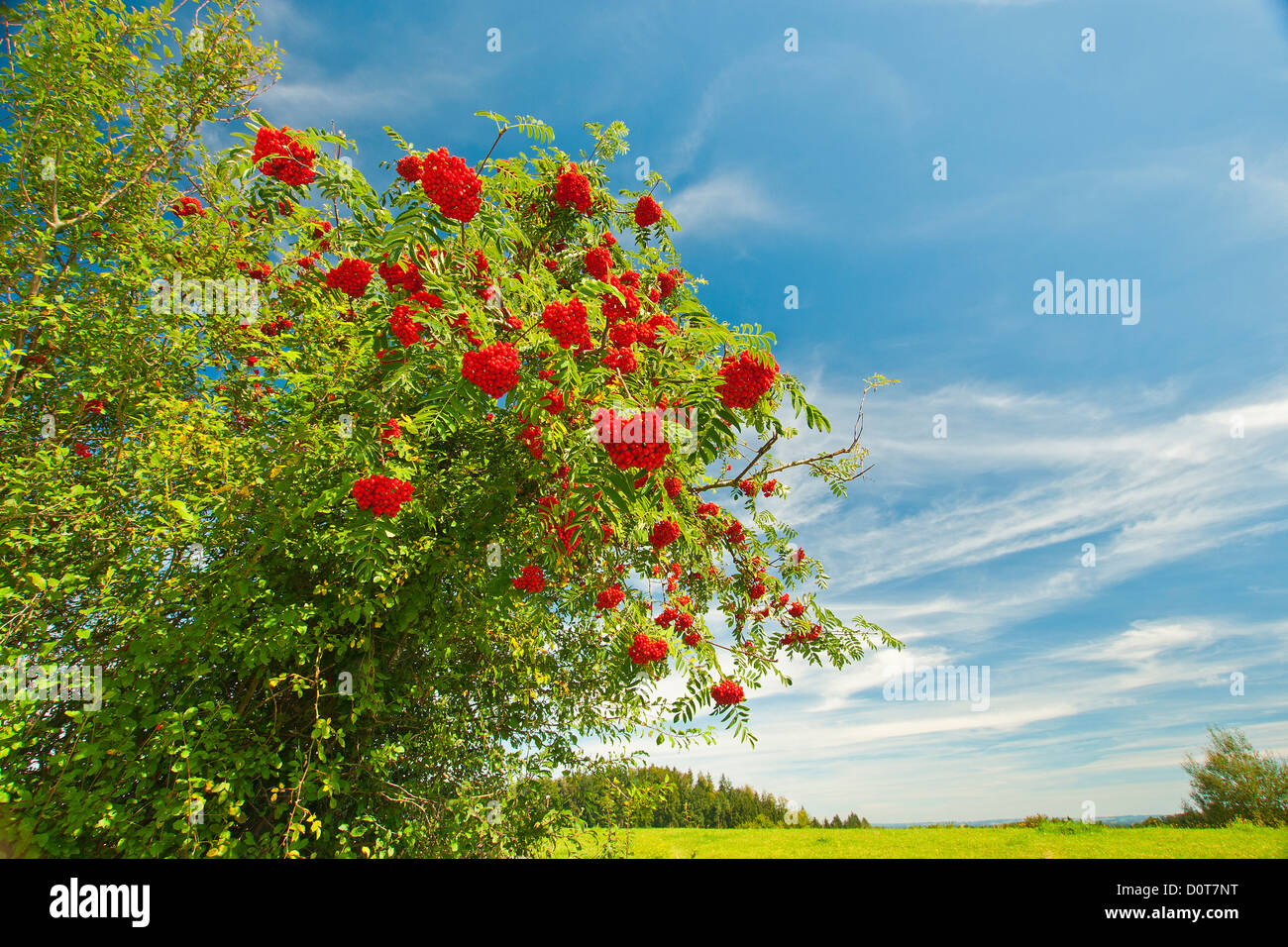 Sträucher busch büsche -Fotos und -Bildmaterial in hoher Auflösung – Alamy