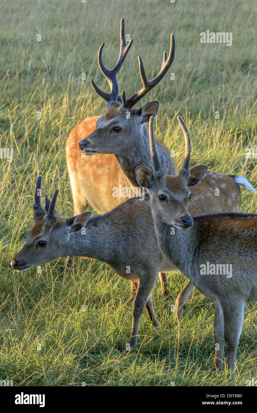 Axix axis -Fotos und -Bildmaterial in hoher Auflösung – Alamy