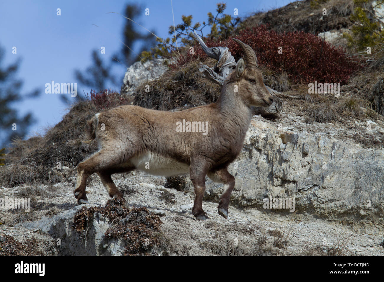 Steinbock Weiblich Stockfotos und -bilder Kaufen - Alamy
