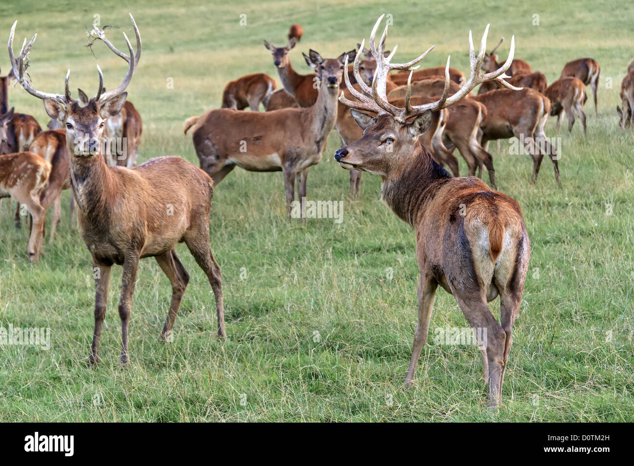Uk hirsche -Fotos und -Bildmaterial in hoher Auflösung – Alamy