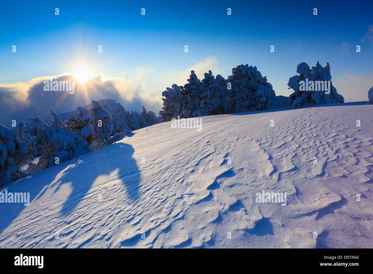 Alpen, Baum, Berg, Berge, Bern, Berner Alpen, Berner Oberland, Bäume ...