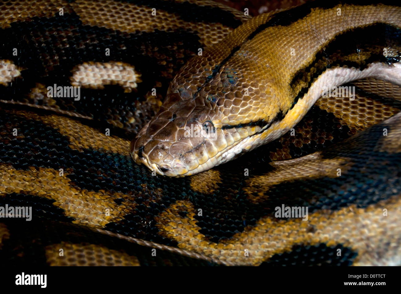 Python python reticulatus -Fotos und -Bildmaterial in hoher Auflösung ...