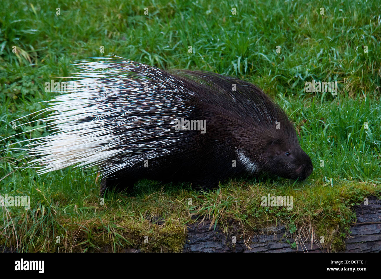 African crested Stachelschwein, Hystrix Cristata, Stachelschwein, Tier ...