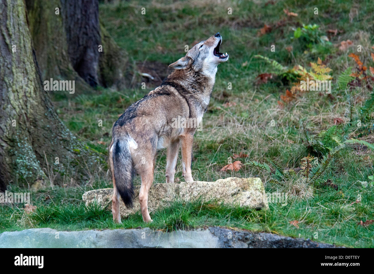 Endangered red wolf canis rufus -Fotos und -Bildmaterial in hoher ...