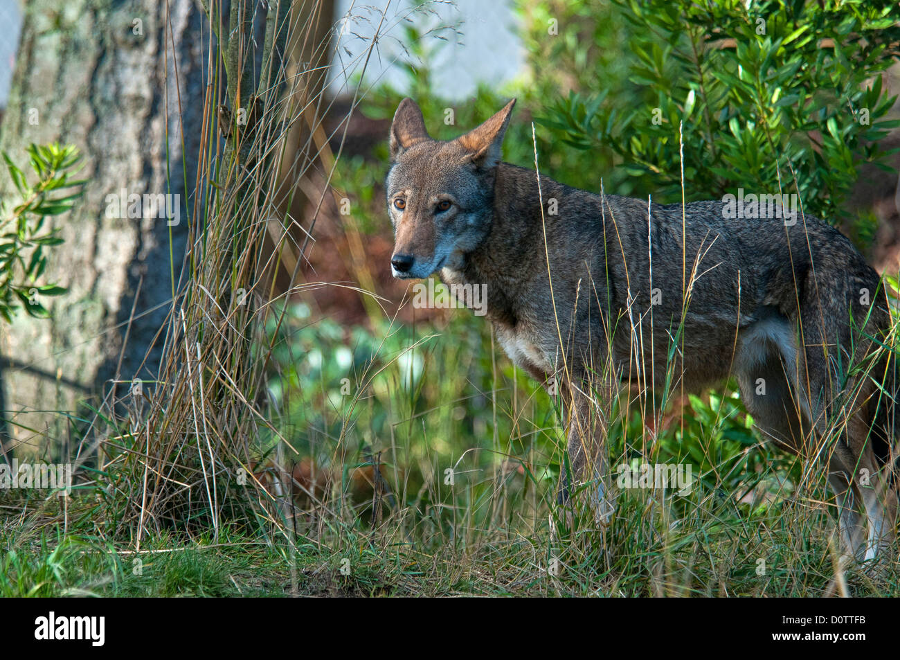 Endangered red wolf canis rufus -Fotos und -Bildmaterial in hoher ...