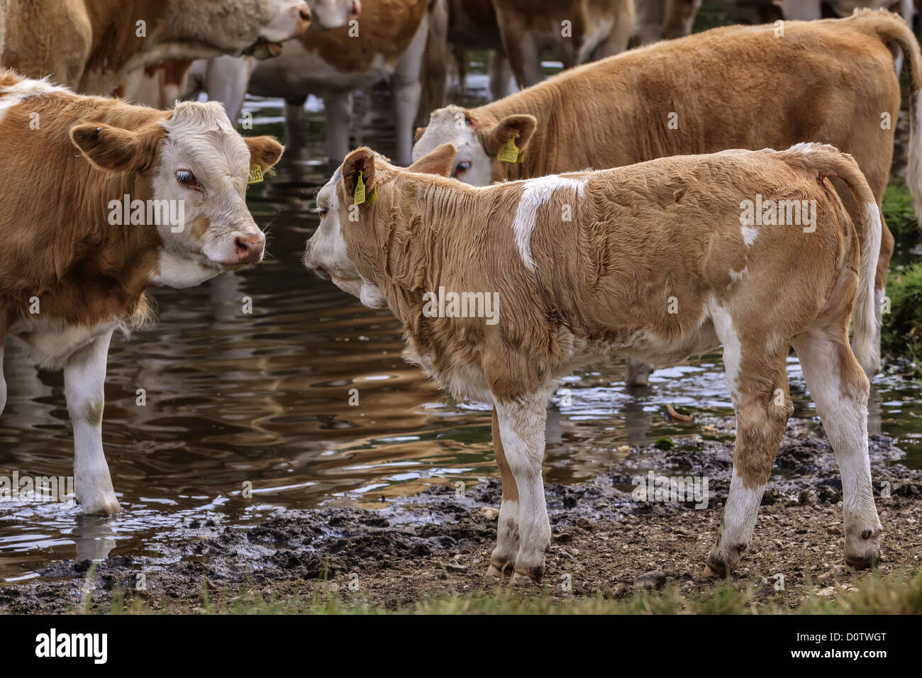 Junge simmental kuh -Fotos und -Bildmaterial in hoher Auflösung – Alamy