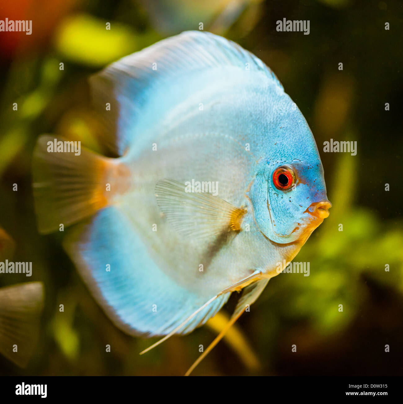 Discus fish -Fotos und -Bildmaterial in hoher Auflösung – Alamy