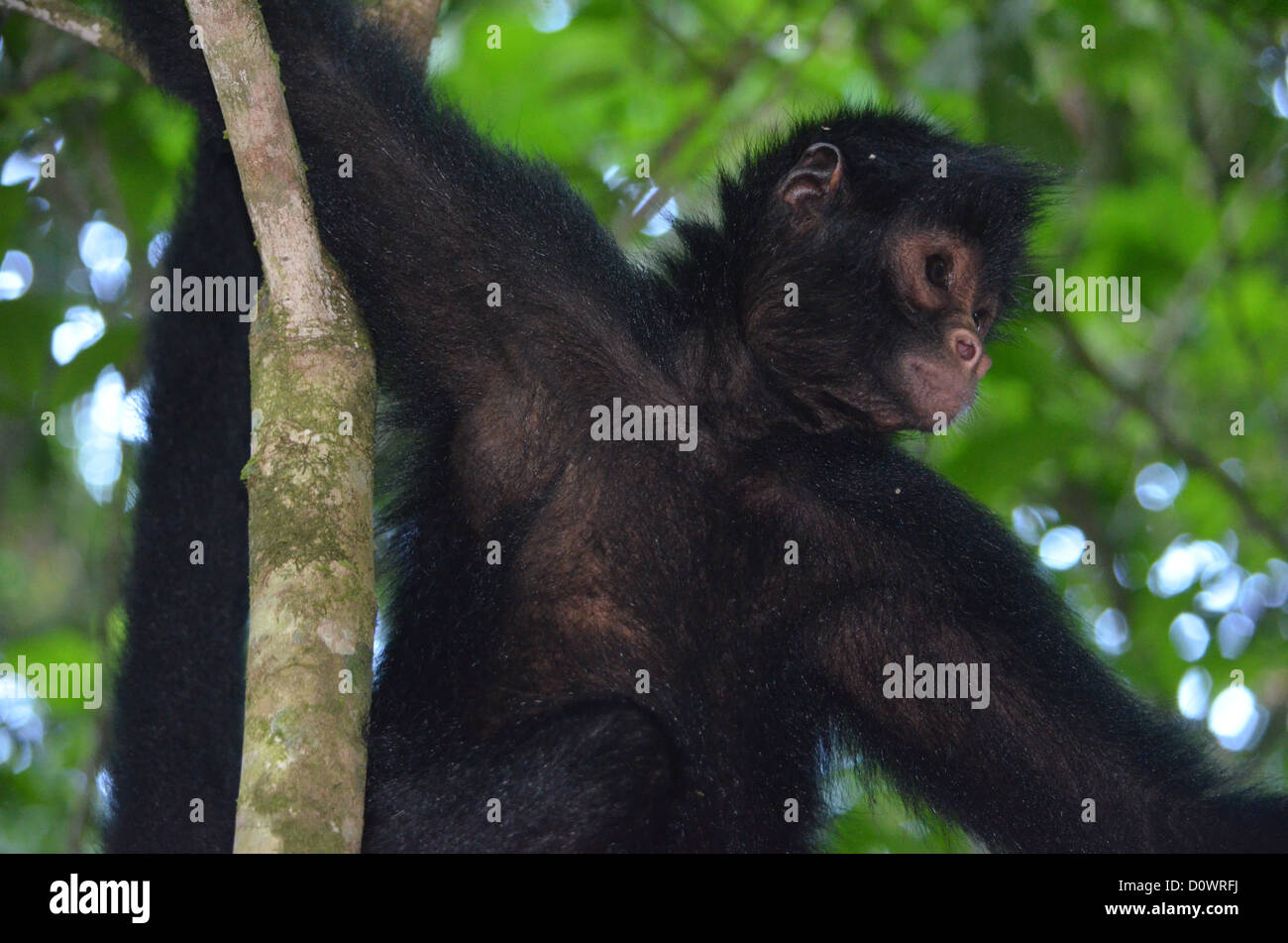 Klammeraffe in den Bäumen des Amazonas-Regenwaldes, Madre De Dios, Peru ...
