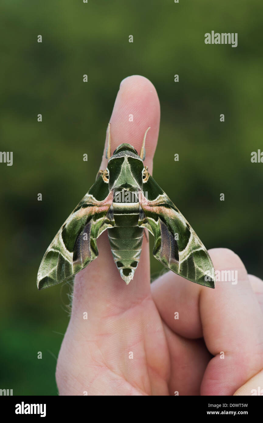 Oleander hawk moths -Fotos und -Bildmaterial in hoher Auflösung – Alamy