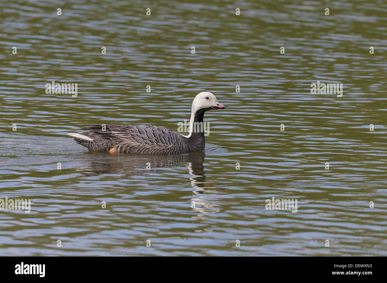 Kaisergans anser canagicus -Fotos und -Bildmaterial in hoher Auflösung ...