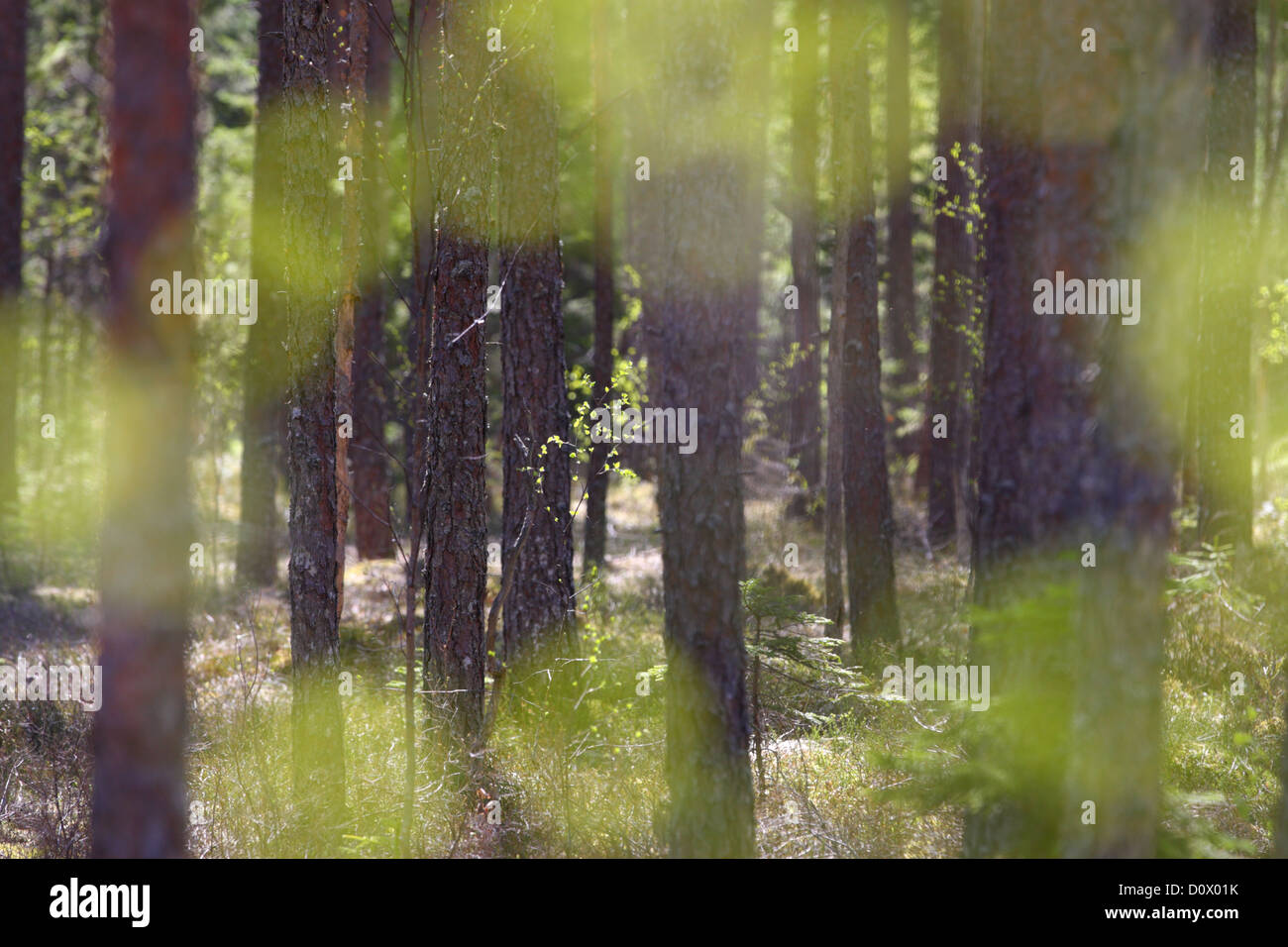 Grüner wald europa -Fotos und -Bildmaterial in hoher Auflösung – Alamy